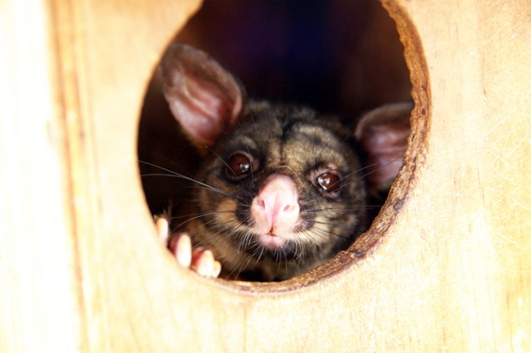 Possum Boxes - Possum Nests | Possum Busters