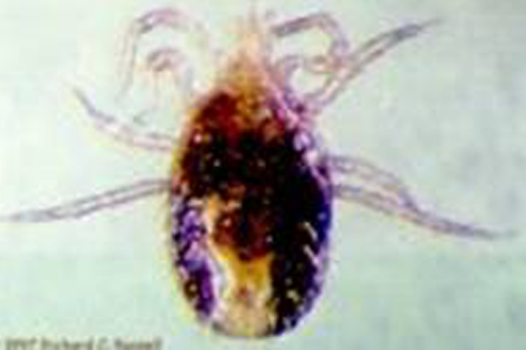 Bird Control Service - Bird Pest Removal | Possum Busters