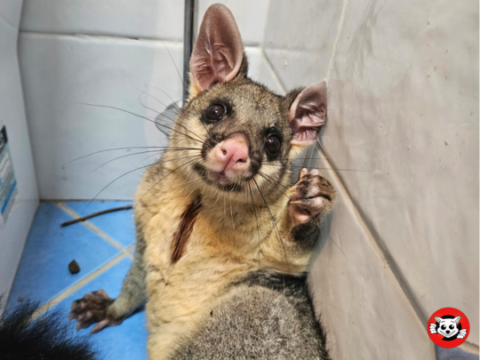 Tips for Identifying Signs of a Possum Problem | Possum Busters