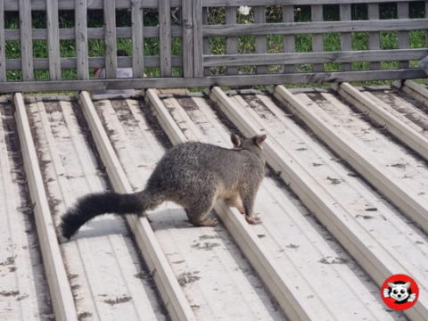 Possum Removal in NSW | Possum Busters