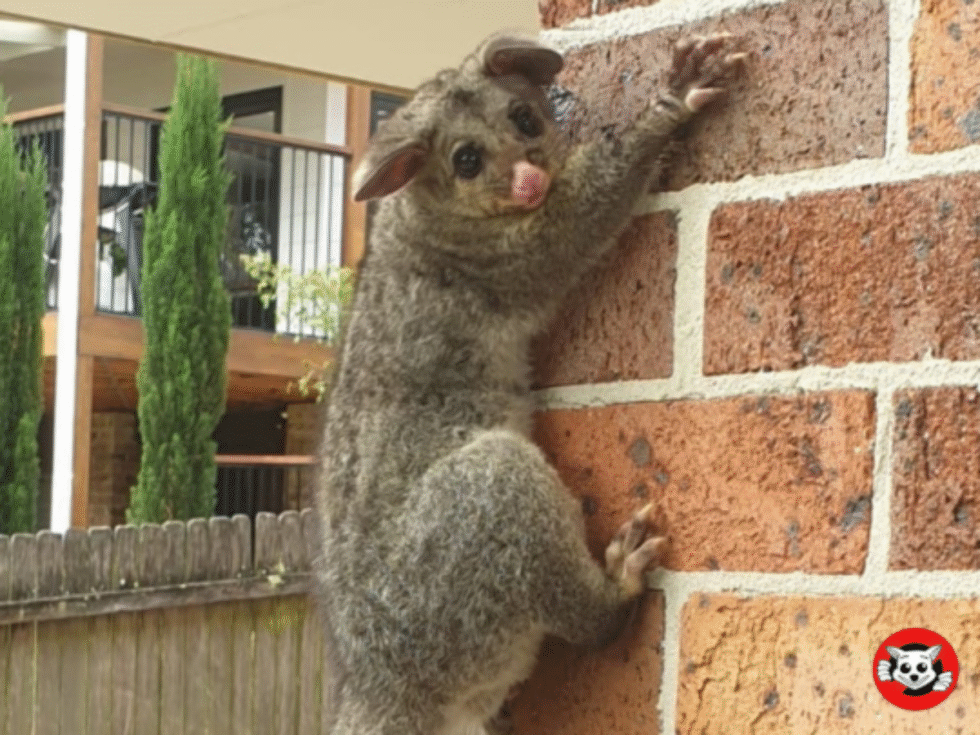 Preventative Possum-Proofing for Sutherland Shire Properties
