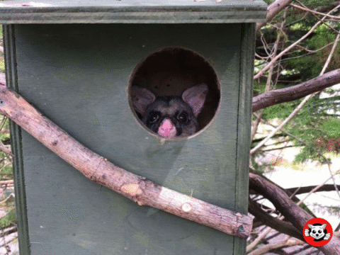 Possum Boxes: Where to Install Them for Success - Possum Busters